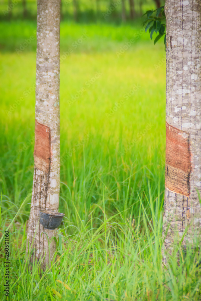 Mixed farming by planting rubber trees in rice fields is agricultural ...