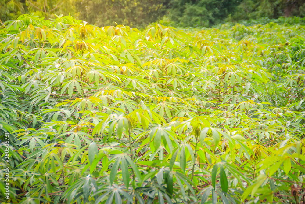 Green cassava tree in the cultivated field. Cassava (Manihot esculenta ...
