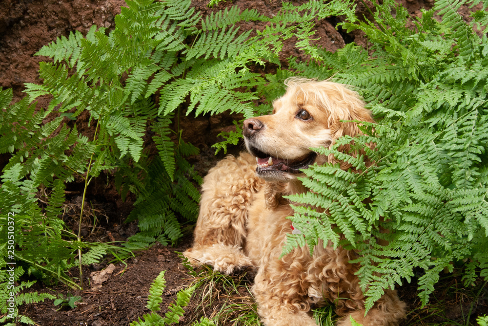 Buff English Cocker Spaniel laying in the middle of ferns looking to ...