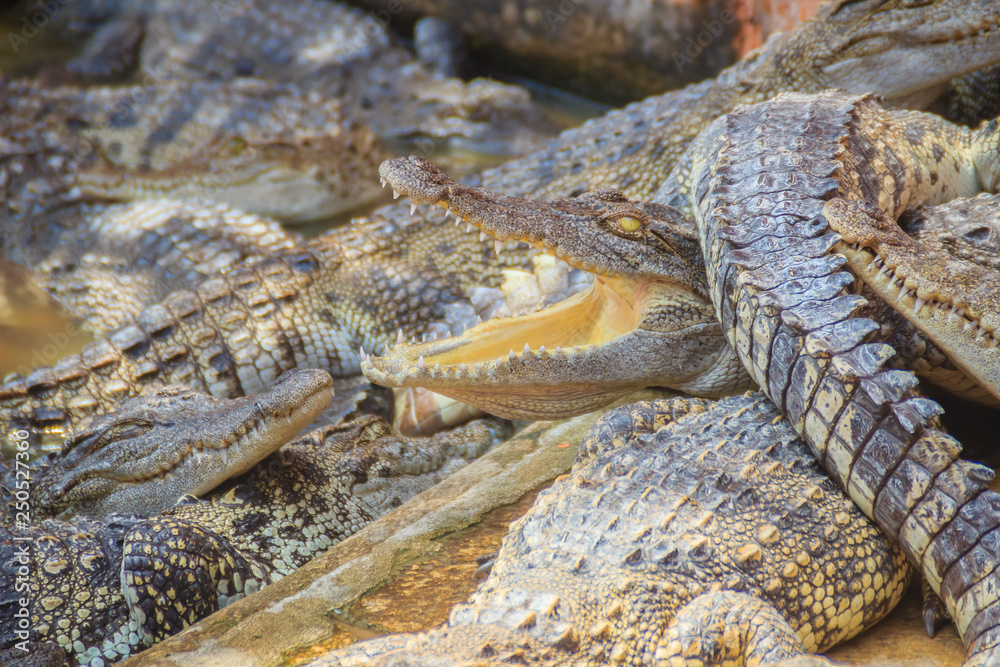 Group of many crocodiles are basking in the concrete pond. Crocodile ...