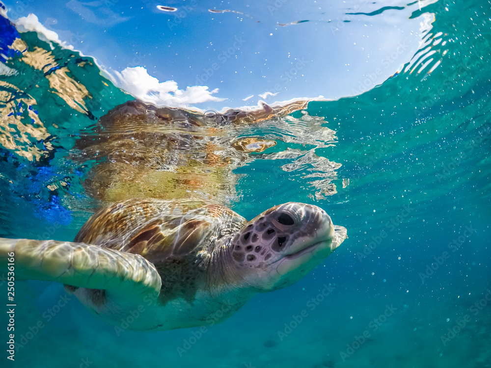 Swimming with Turtles Views around the small Caribbean Island of ...
