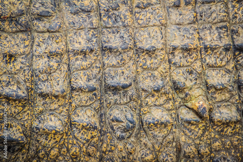 Alive crocodile skin pattern from the living body for background ...