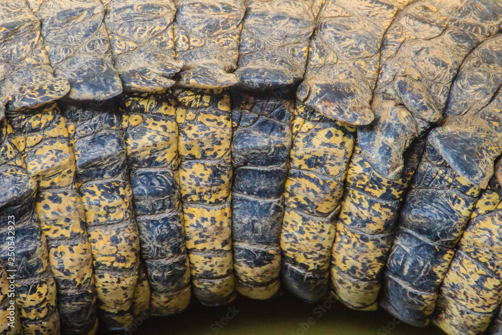 Alive crocodile tail pattern from the living body for background ...