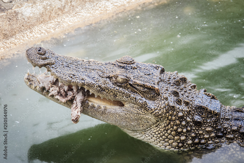 Crocodile Eats Lepore