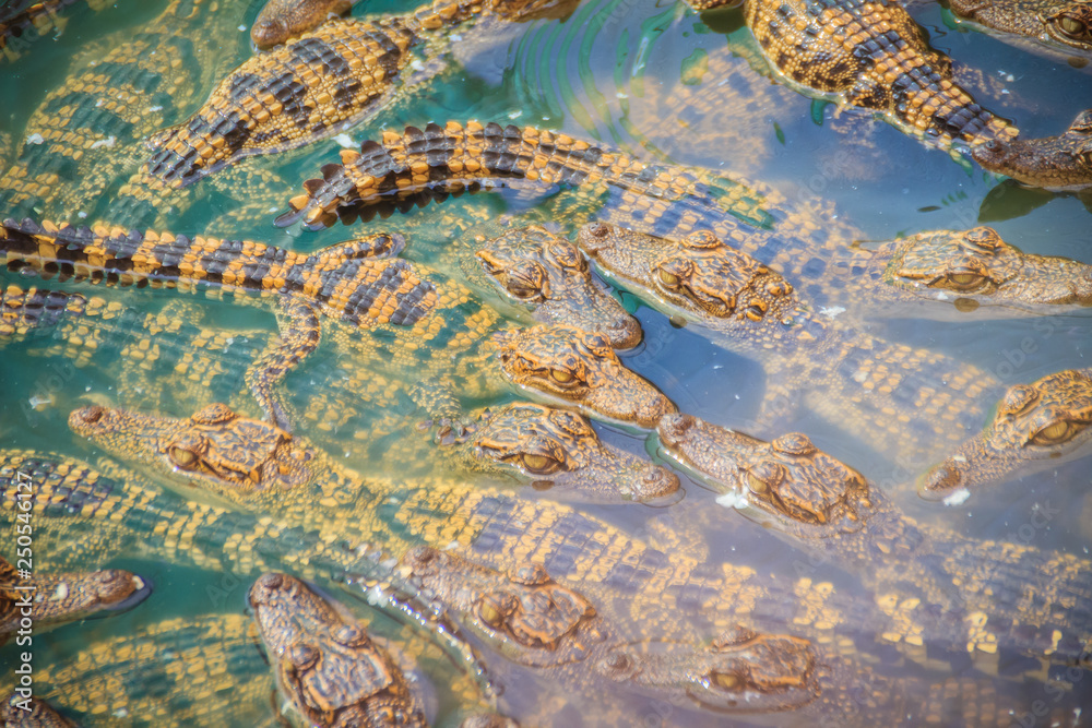 Group of young crocodiles are basking in the concrete pond. Crocodile ...
