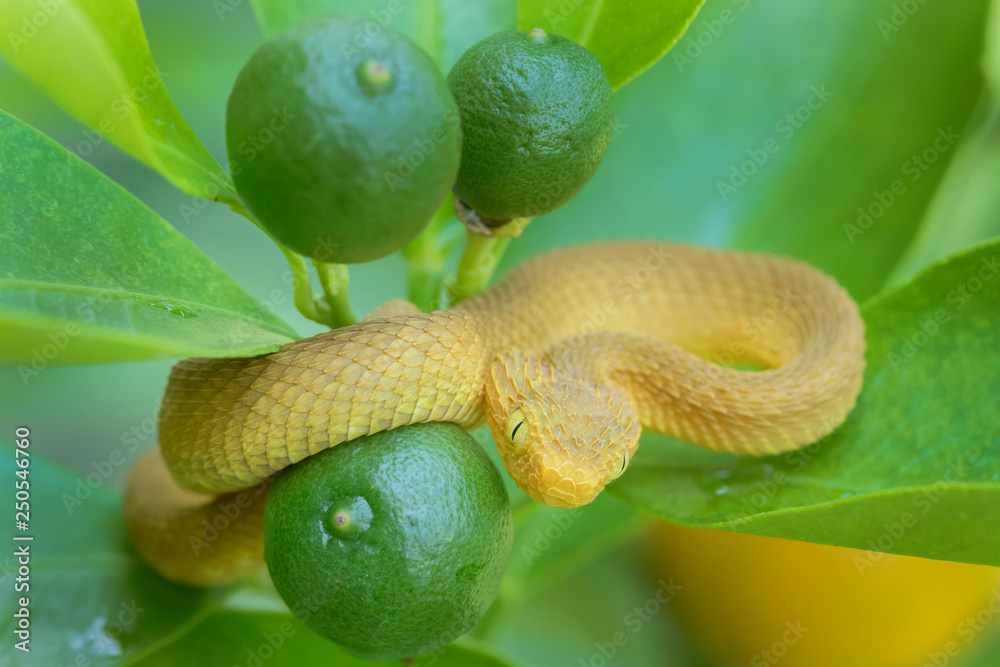 Baby Venomous Bush Viper Snake (Atheris squamigera) in Fruit Tree Stock ...