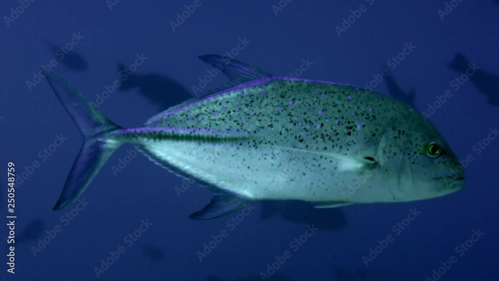 Portrait of the Bluefin trevally, Caranx melampygus, also known as the ...