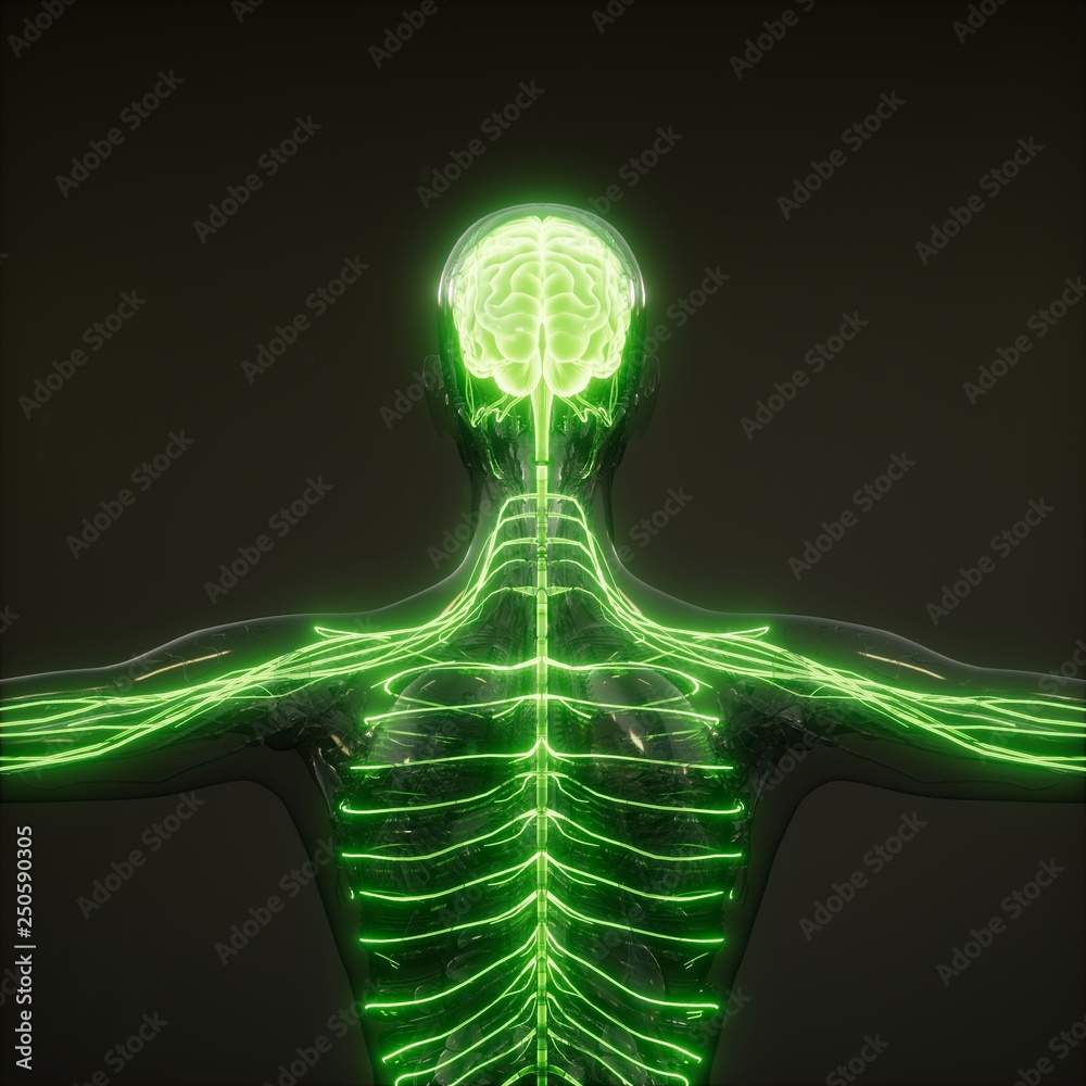 Human Brain Radiology Exam Stock Illustration | Adobe Stock