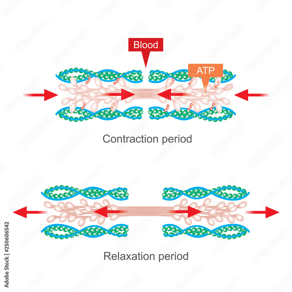 Muscle contraction. Stock Vector | Adobe Stock