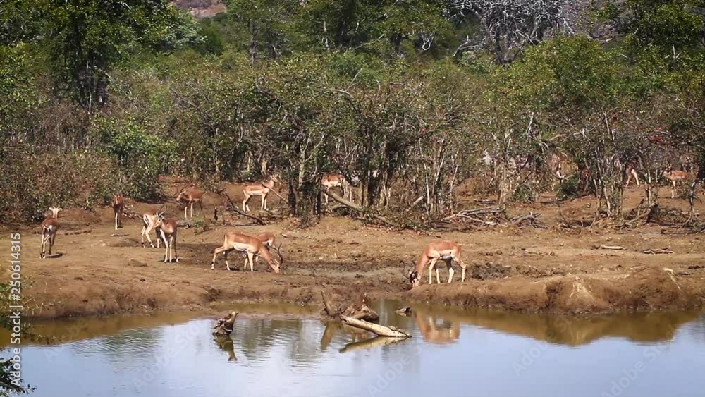 Common Impala group in waterhole in Kruger National park, South Africa ...