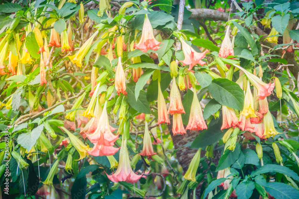 Pink angel's trumpet flowers (Brugmansia suaveolens) on tree ...