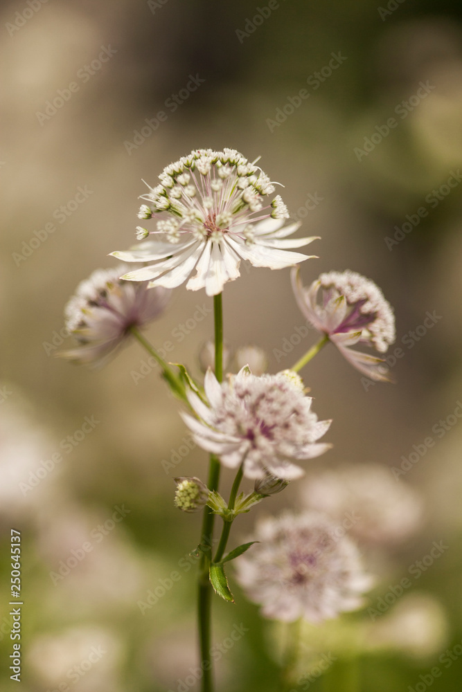 Stockfoto Flowering great masterwort (astrantia major). Astrantia major ...
