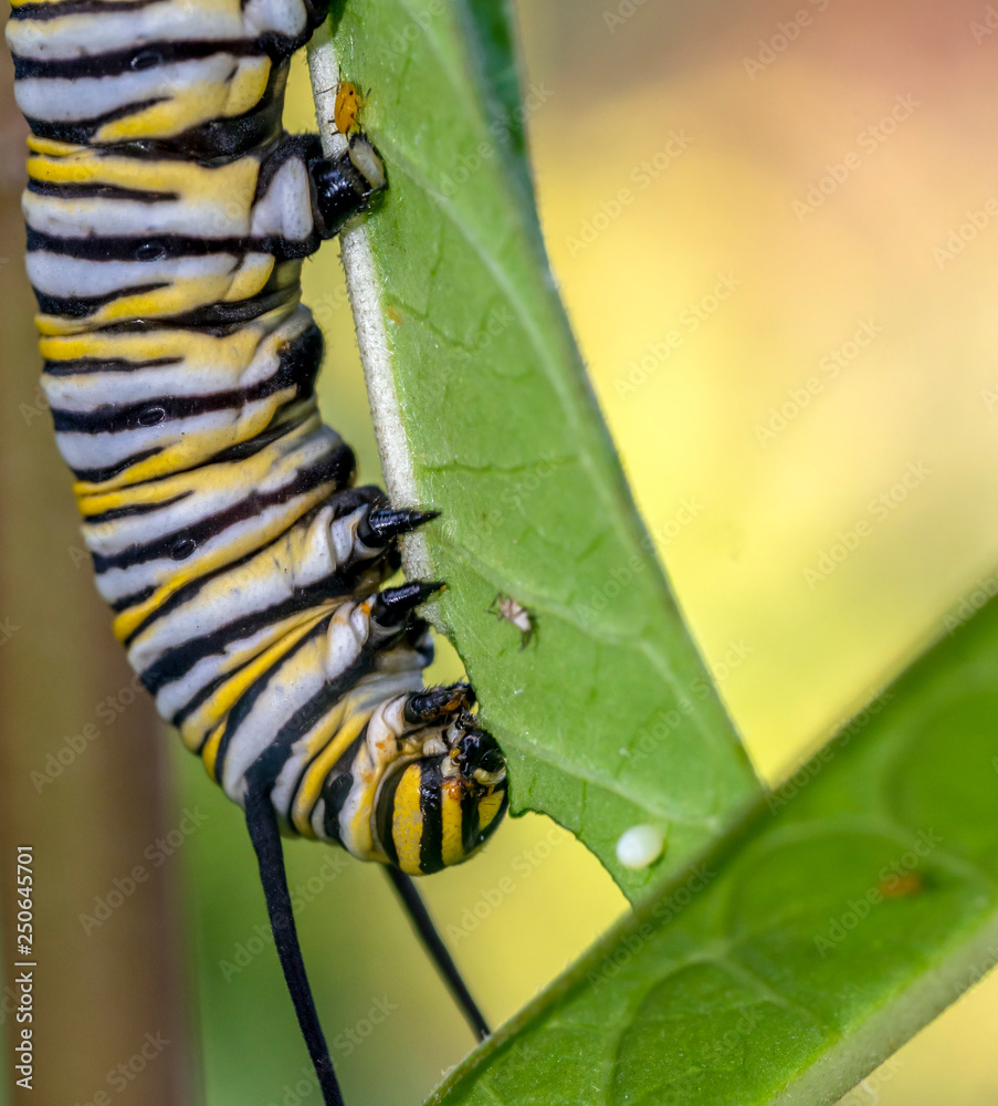 monarch butterfly, Danaus plexippus Stock Photo | Adobe Stock