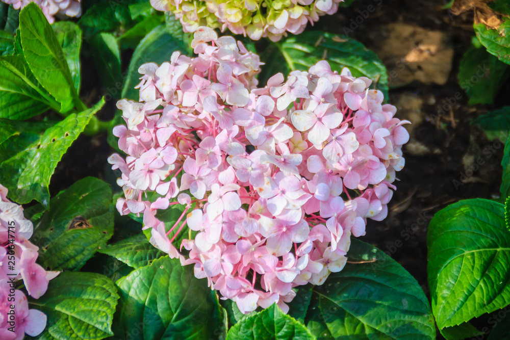 Pink heart shaped Hydrangea macrophylla flowers background. Common ...