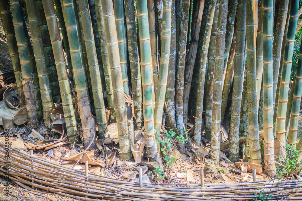 Giant bamboo tree trunks (Dendrocalamus giganteus), also known as ...