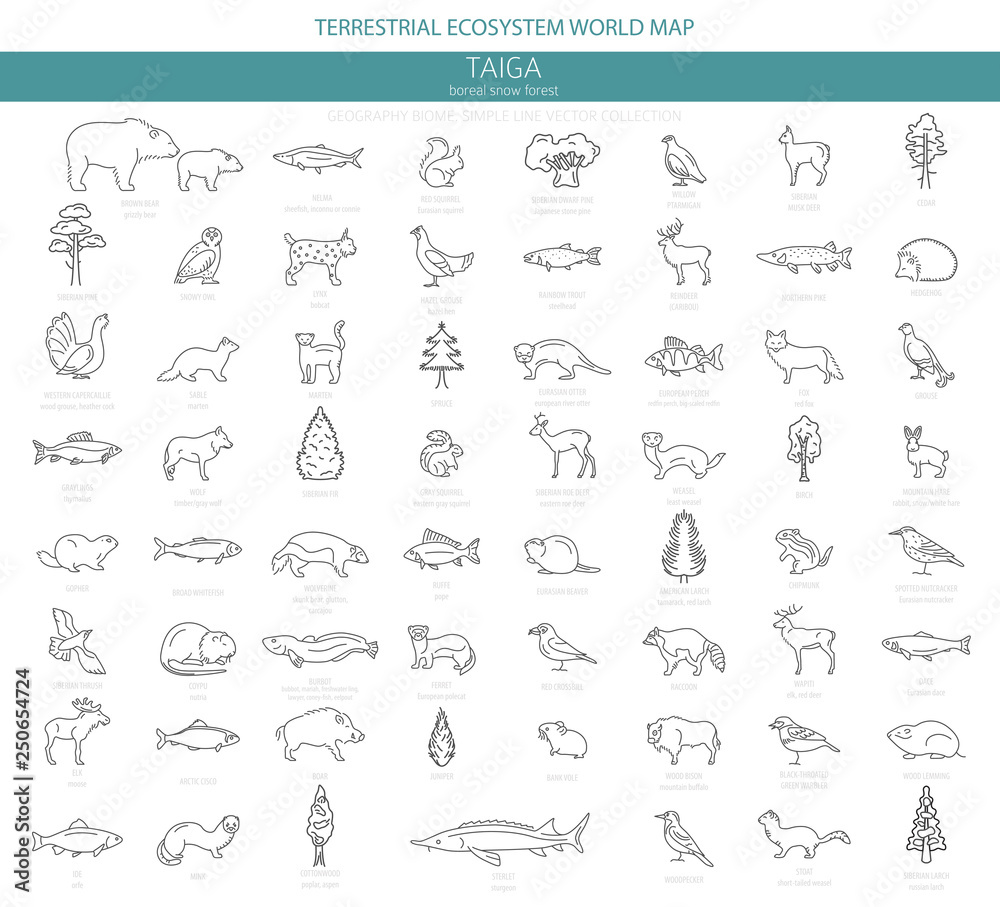 Taiga biome, boreal snow forest thin simple line design. Terrestrial ...