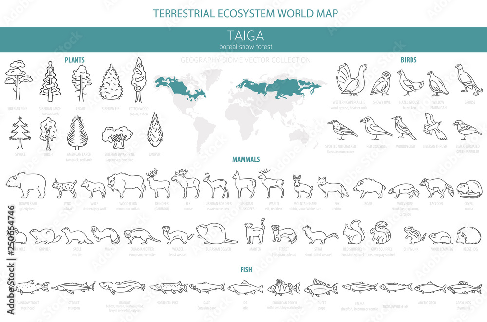 Simple Ecosystem Picture