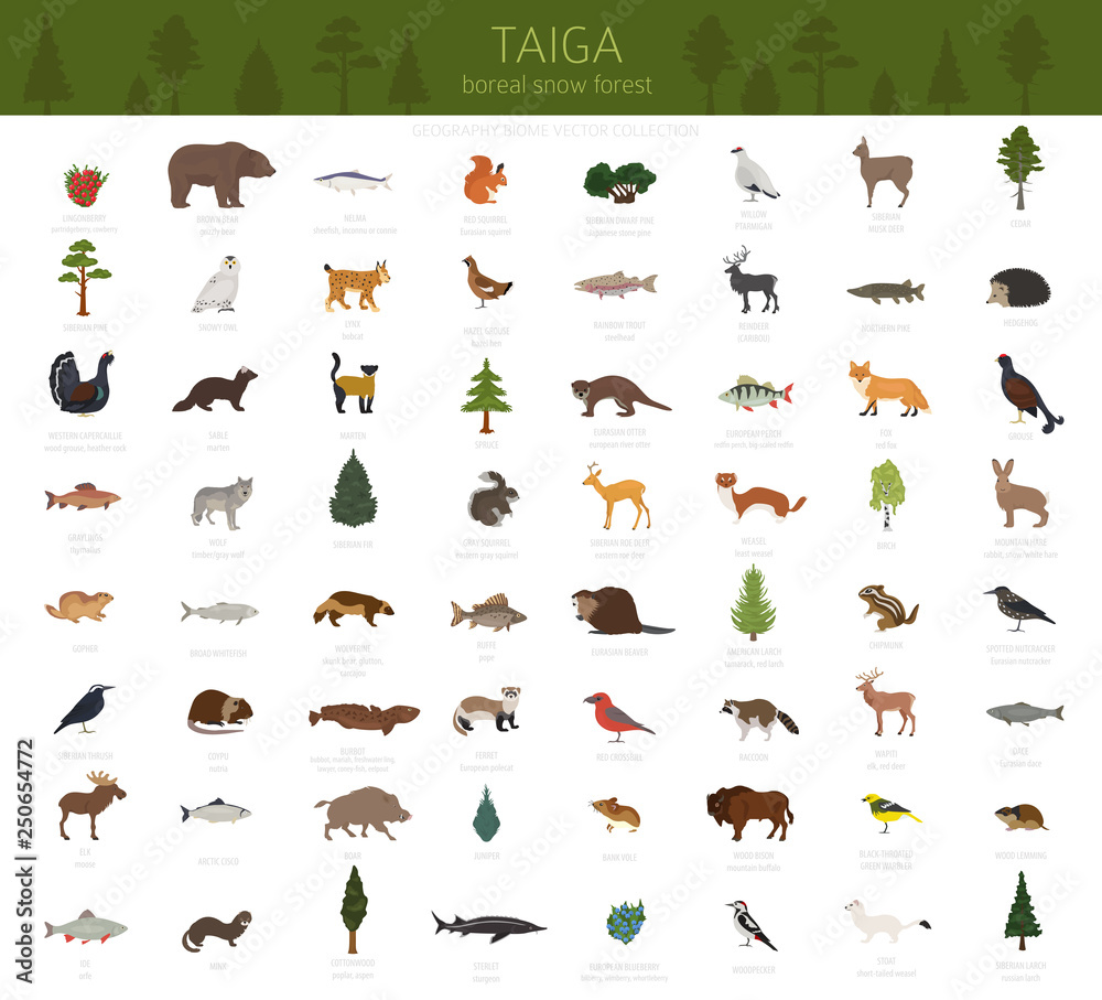 Taiga biome, boreal snow forest. Terrestrial ecosystem world map ...