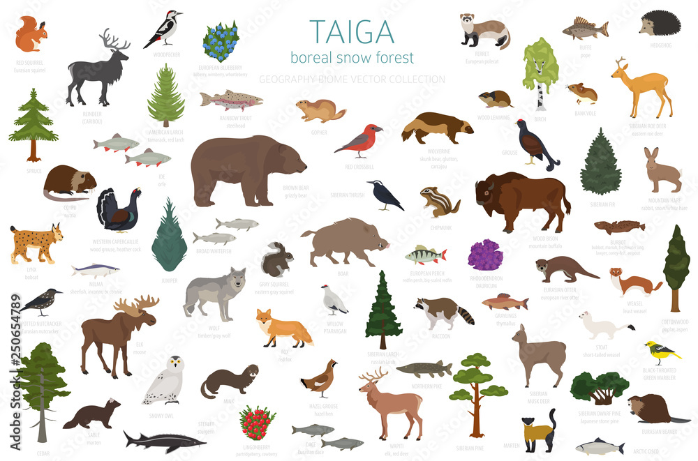 Photo Taiga biome, boreal snow forest, a7880ss | Posters, tableaux et ...