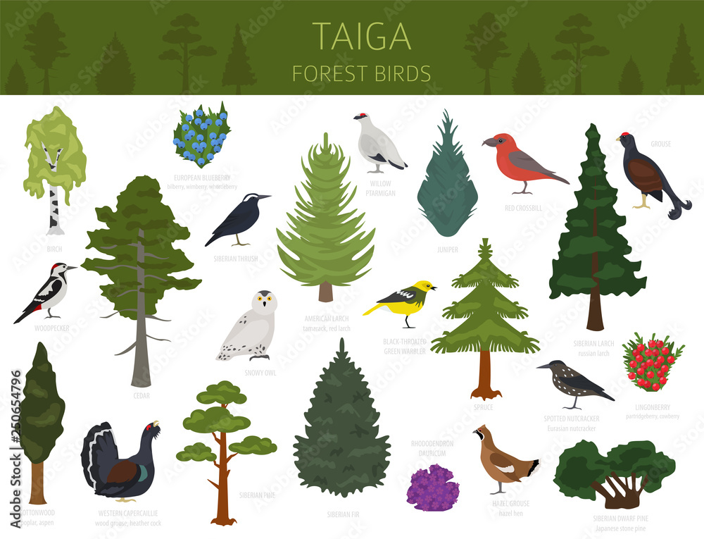 Taiga biome, boreal snow forest. Terrestrial ecosystem world map ...