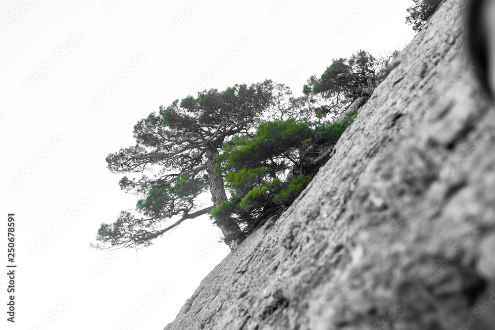 Lonely tree in the rocky mountains, as a symbol of endurance and ...