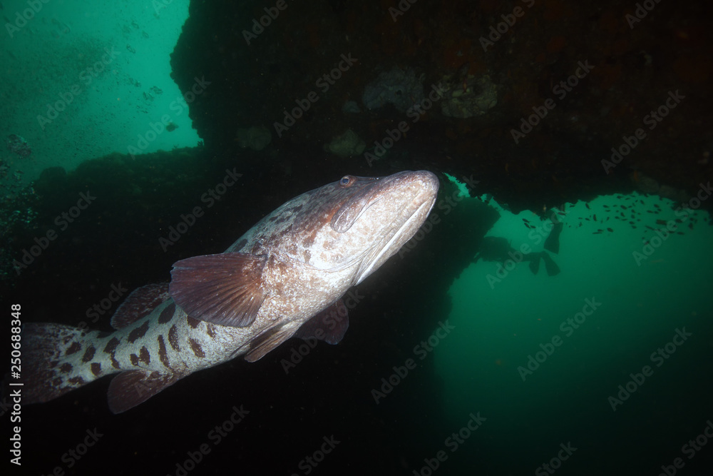The potato grouper (Epinephelus tukula), also called the potato cod or ...