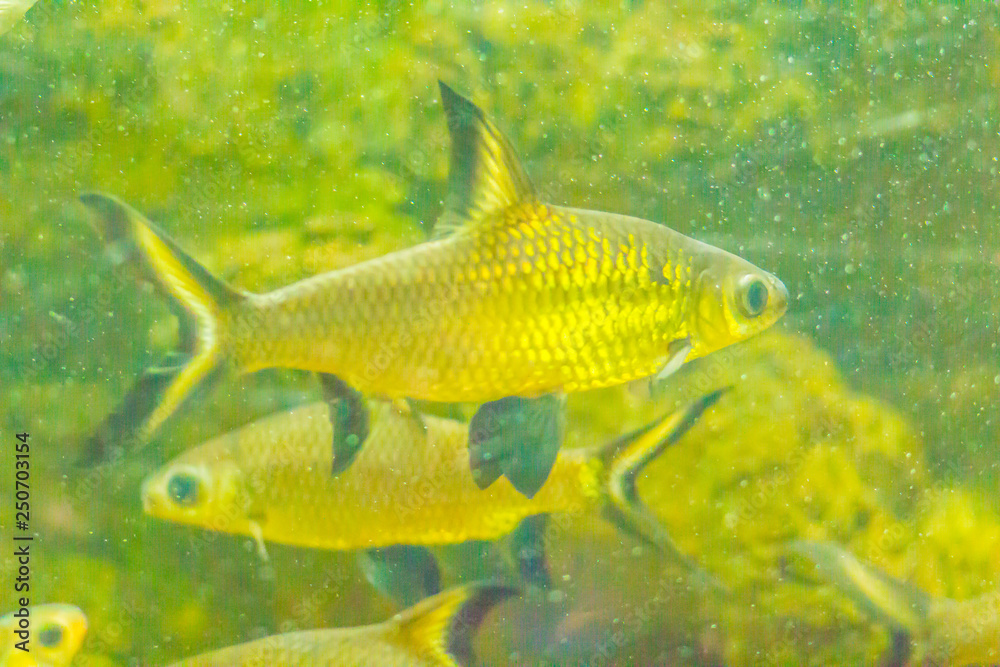 Cute burnt-tailed barb fish (Balantiocheilos ambusticauda), also known ...