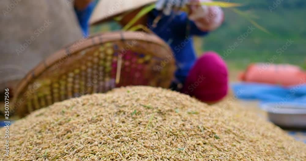 Sifting ripe rice harvest season. An old woman sieves the rice at field ...