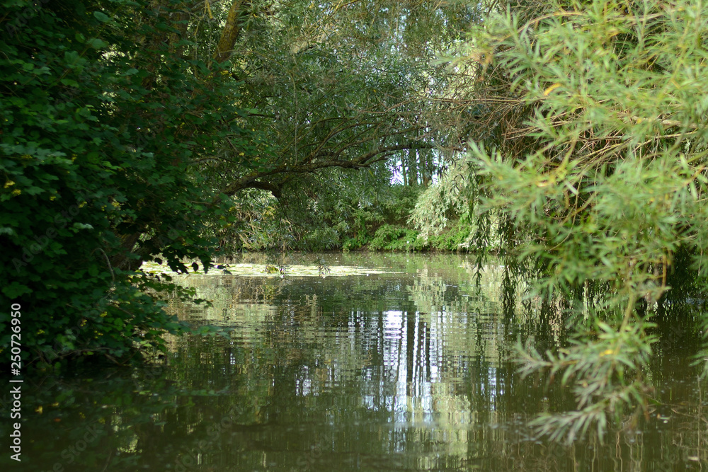 In the swamps, trees and their mirror reflections in water. A branch ...