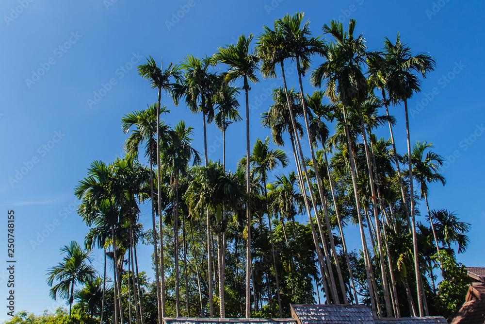 Tall betel trees (Areca catechu), also known as areca nut palm, betel ...