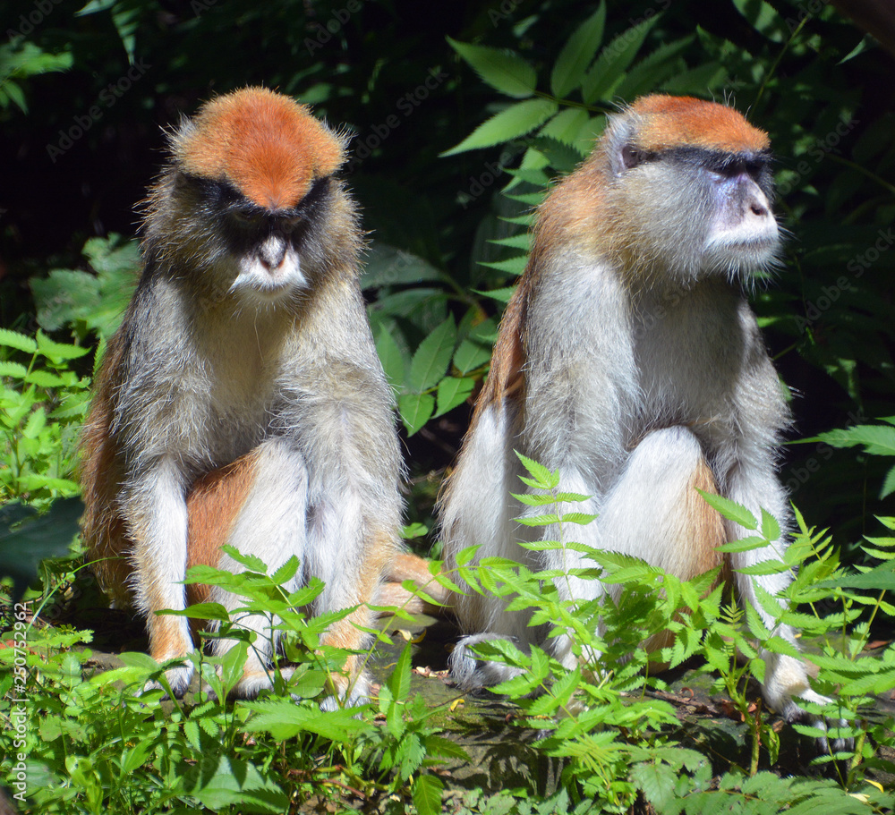 Poster The patas monkey (Erythrocebus patas), also known as the wadi ...