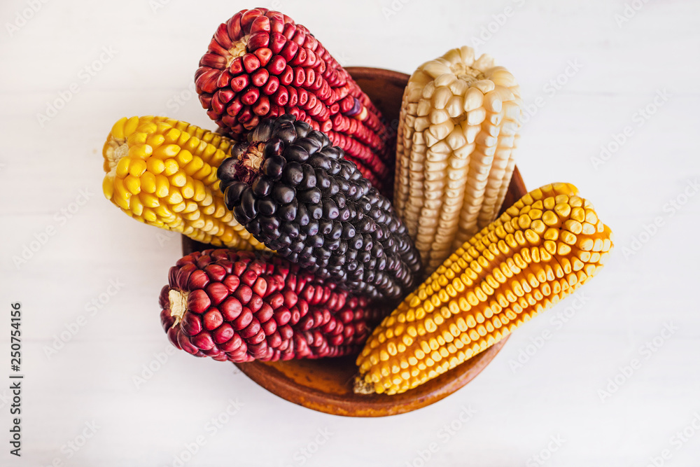 mexican Corn crop in different colors in mexico Stock Photo | Adobe Stock