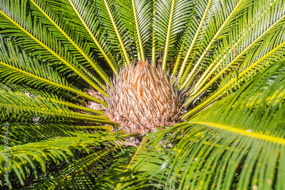Green Cycas siamensis Miq, a species of Cycad endemic to Myanmar ...