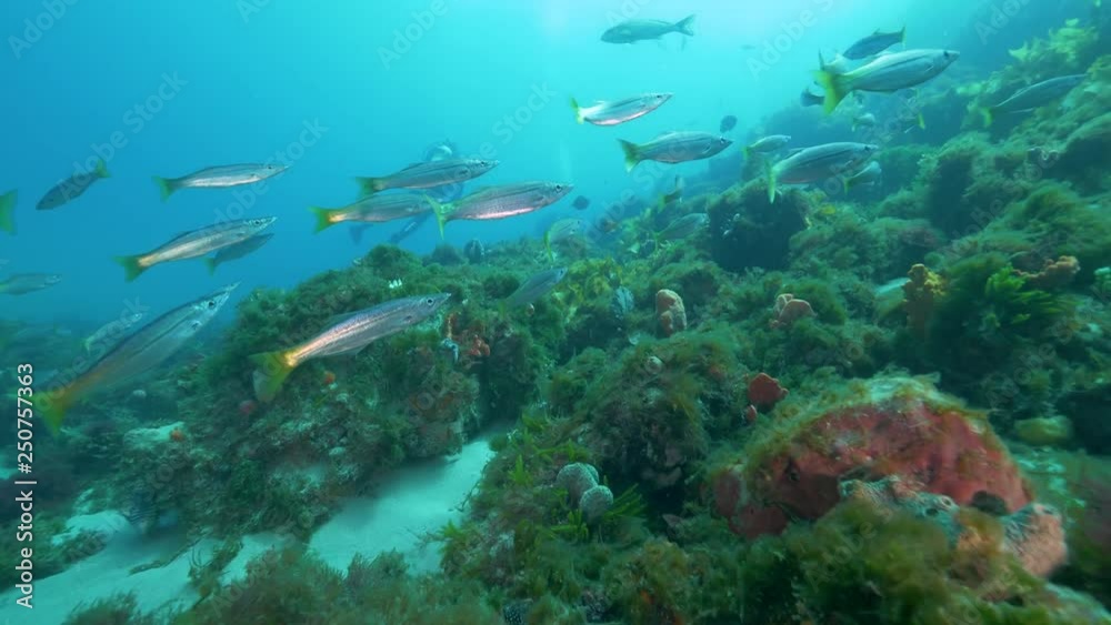 Southern Ocean Fish Pristine Stock Video | Adobe Stock