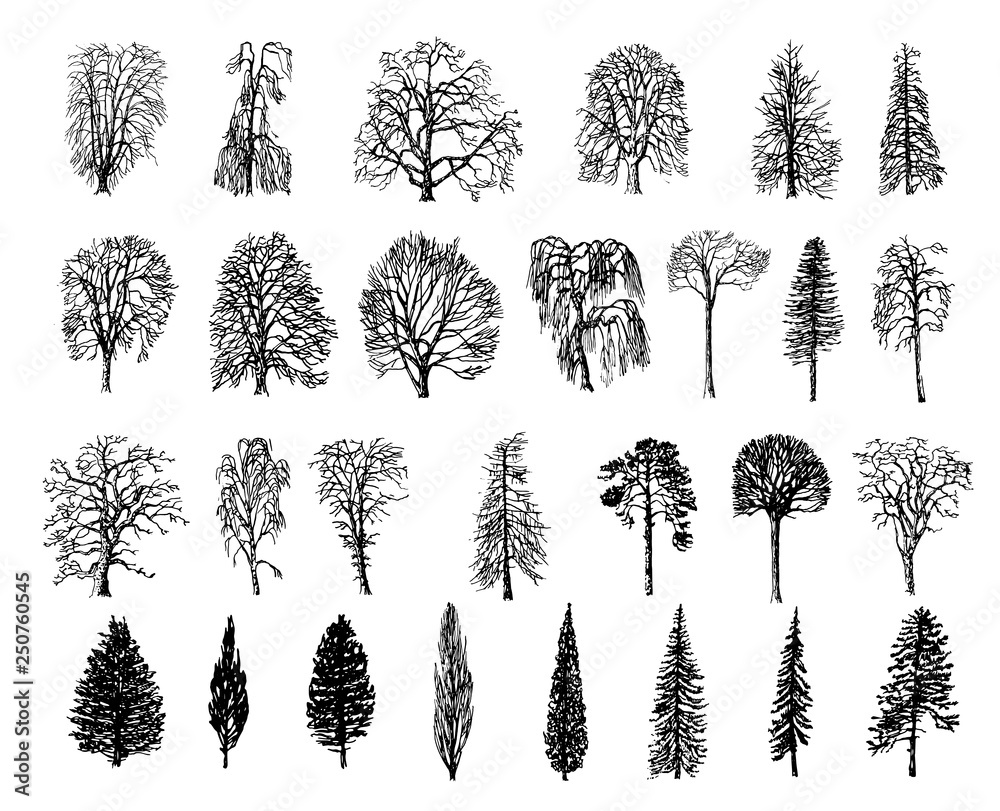 Vector Hand drawn sketch of tree illustration on white background Stock ...