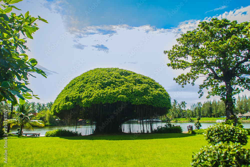 Mushroom shaped banyan tree against green grass field and blue sky ...
