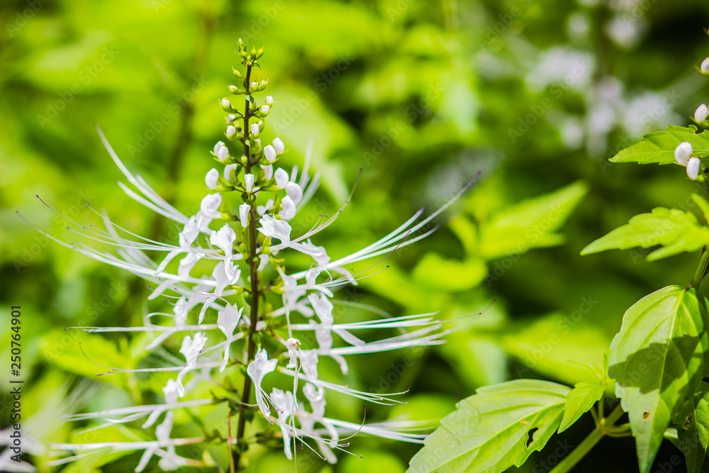 White flower of Orthosiphon aristatus with green leaves background ...