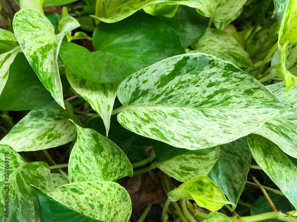 The Golden pothos were planted in a potted plant, this is the detail of ...