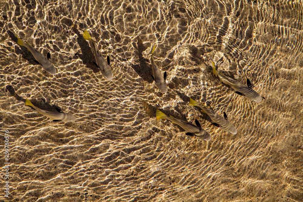 Ellochelon vaigiensis known as Squaretail mullet in shallow water Stock ...