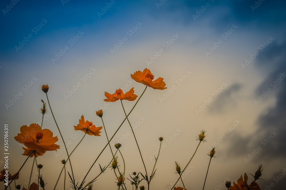 Beautiful yellow cosmos flower (Cosmos sulphureus) in the meadow field ...