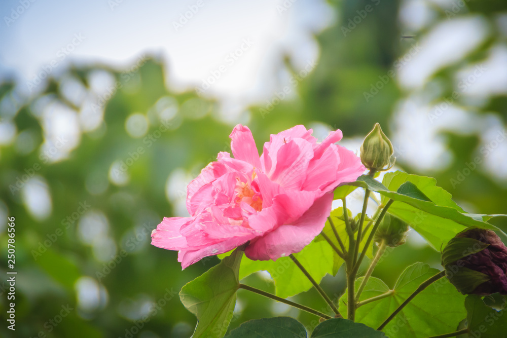 Beautiful Confederate roses flower (Hibiscus mutabilis) on green ...