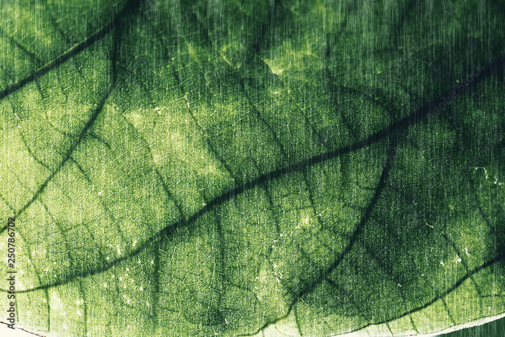 Macro of Tree Leaves for nature background and save green concept,spa ...