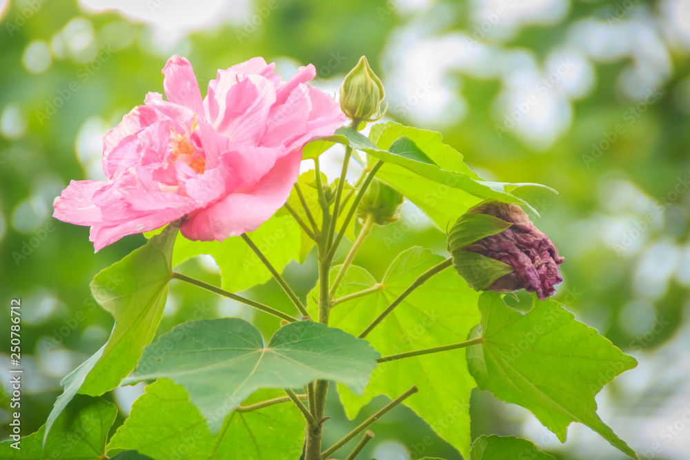 Beautiful Confederate roses flower (Hibiscus mutabilis) on green ...
