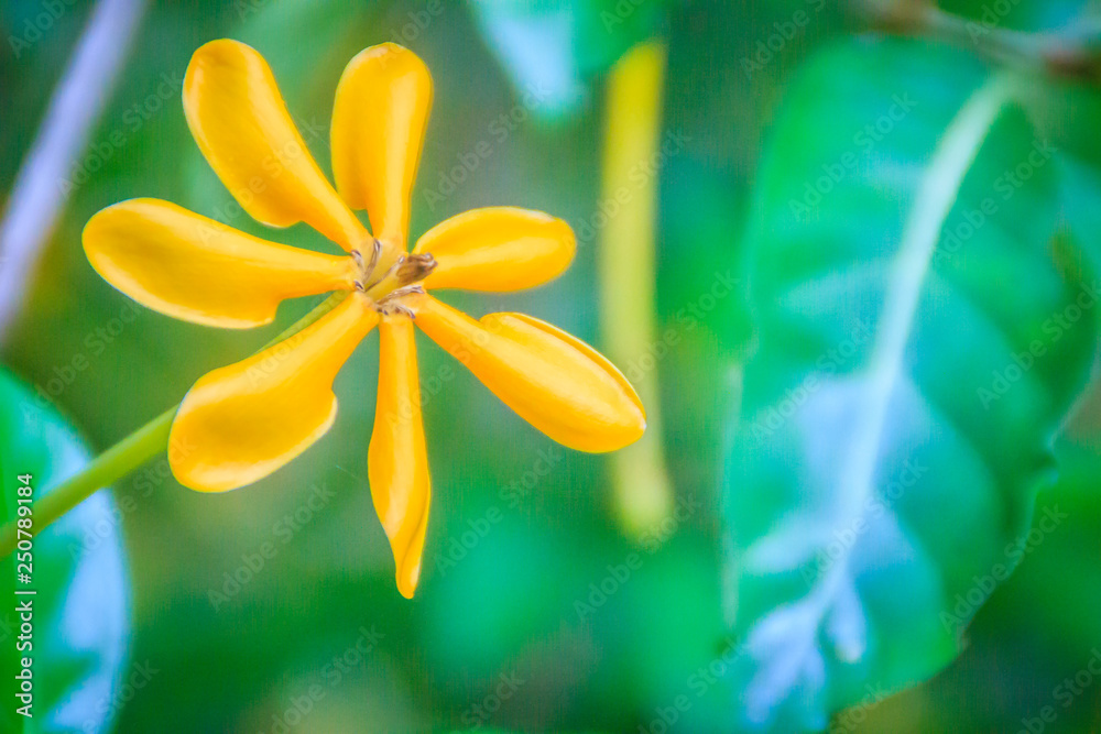 Beautiful yellow flower (Gardenia carinata Wallich) with green leaves ...