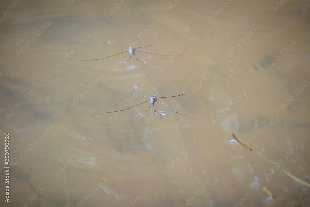 Amazing water skipper bugs floating on the water. The Gerridae are a ...