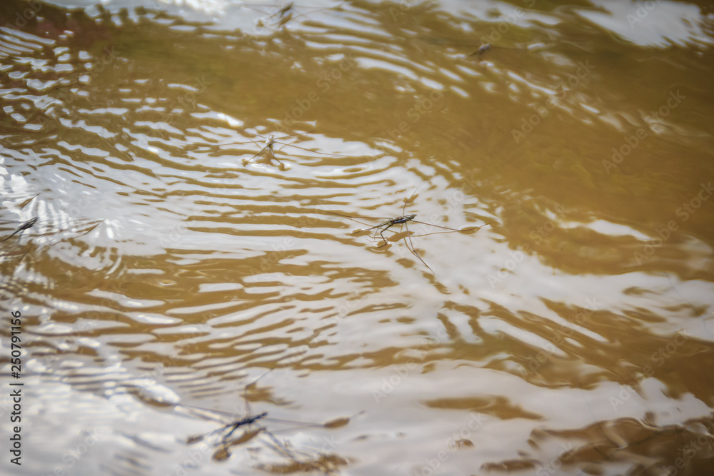 Amazing water skipper bugs floating on the water. The Gerridae are a ...