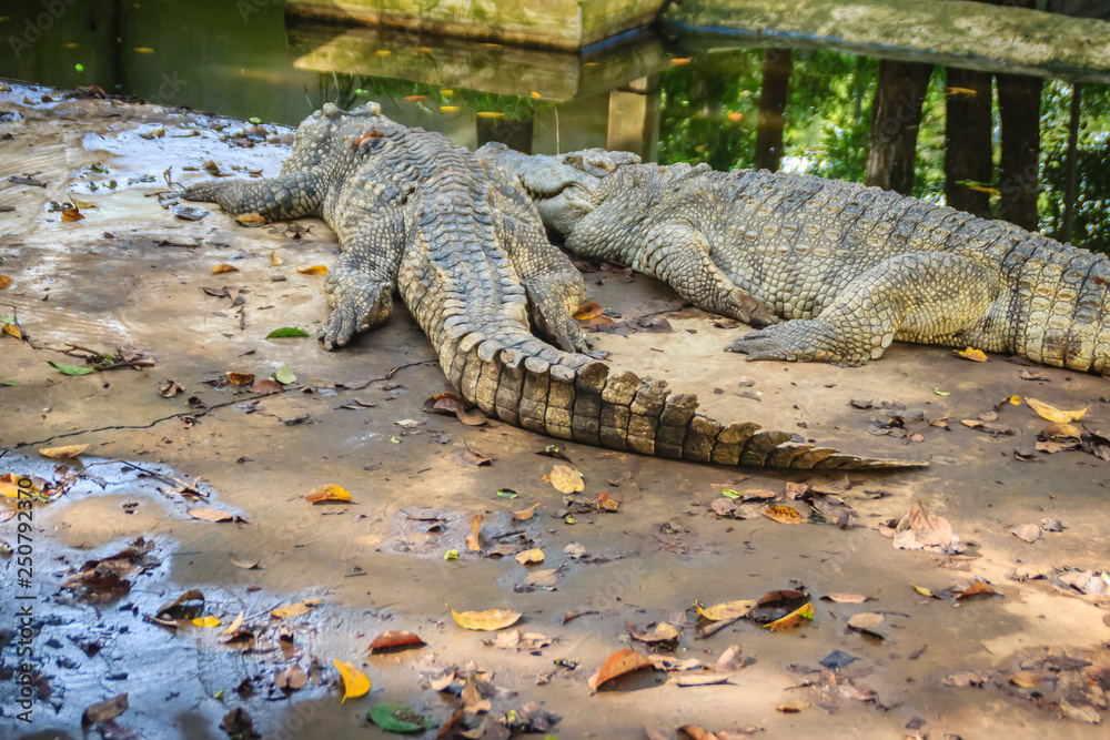 Siamese crocodiles farming in the pond. Scary Siamese crocodile ...