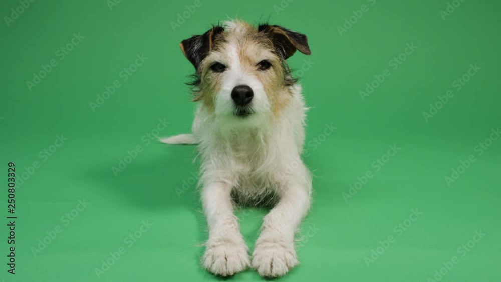 Dog on green screen background 4K - pet, puppy, animal Stock Video ...