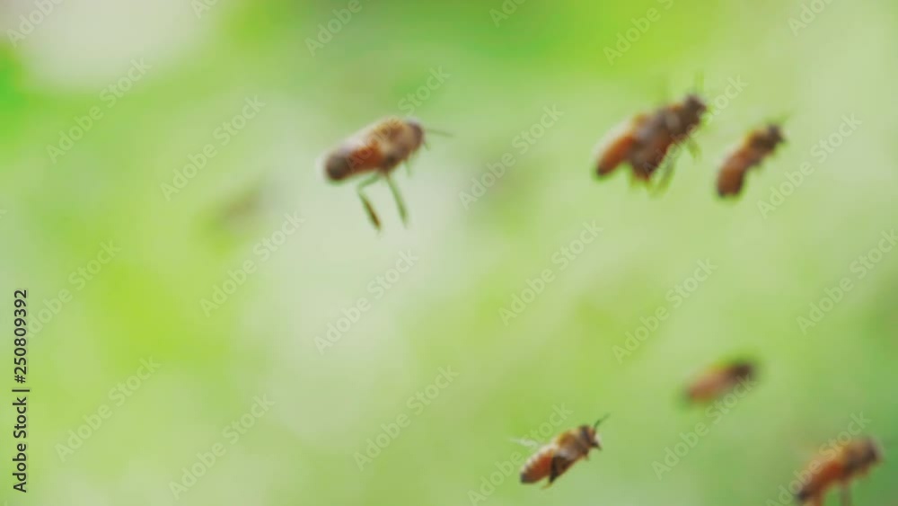 Slow motion of swarm of bees, honeybee flying in the sunshine with ...