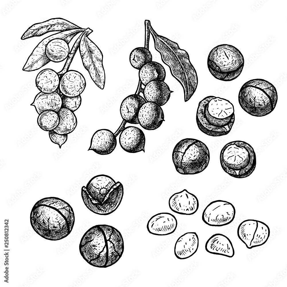 Hand drawn set of macadamia nuts. Vintage vector sketch Stock Vector ...